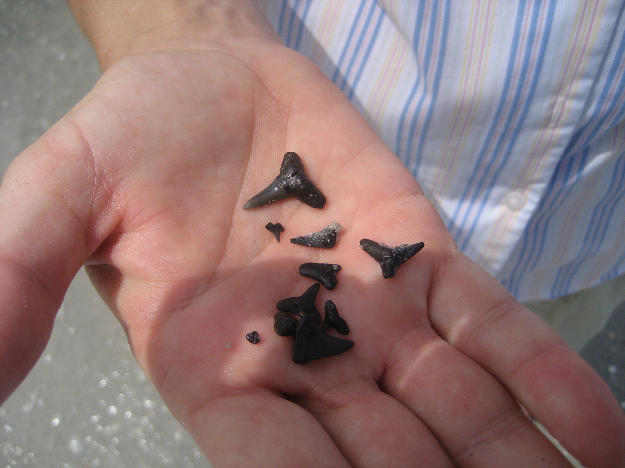 Beaches and Shark Tooth Hunting, Amelia Island | Cidade e Cultura