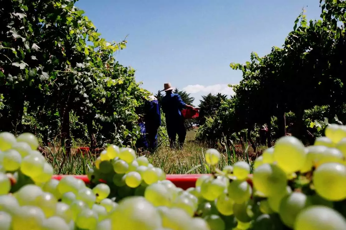 Fotos Gilmar Gomes Uvas e Vinhos | Cidade e Cultura